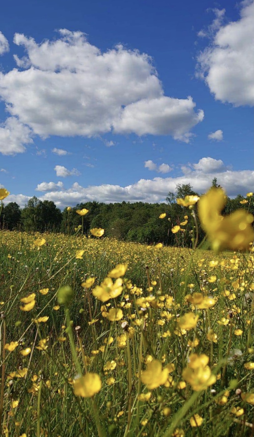 Sommarbilden