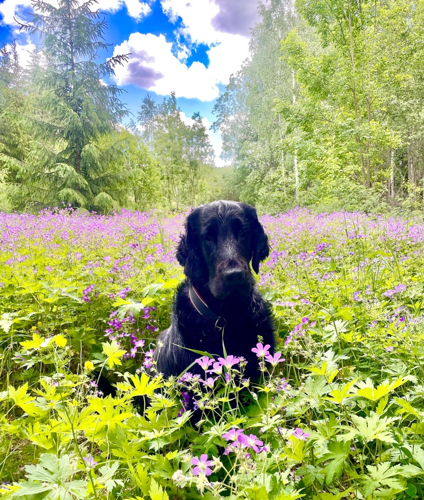 Sommarbilden