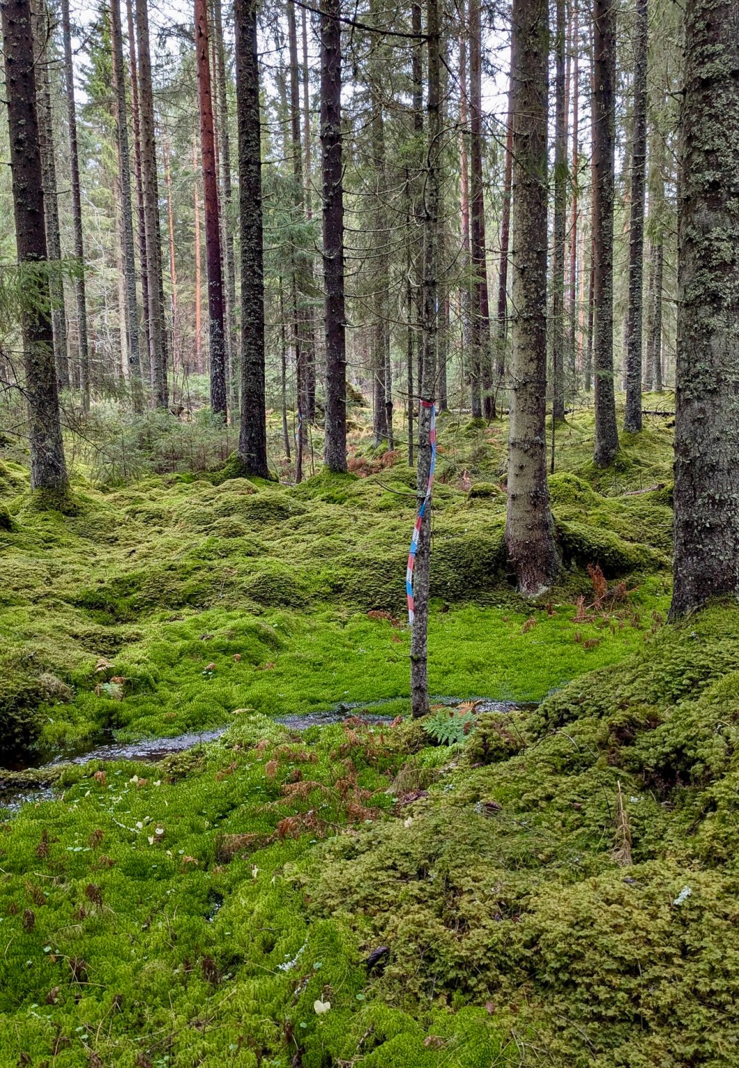 Livet i skogen i Fagersta gäller oss alla